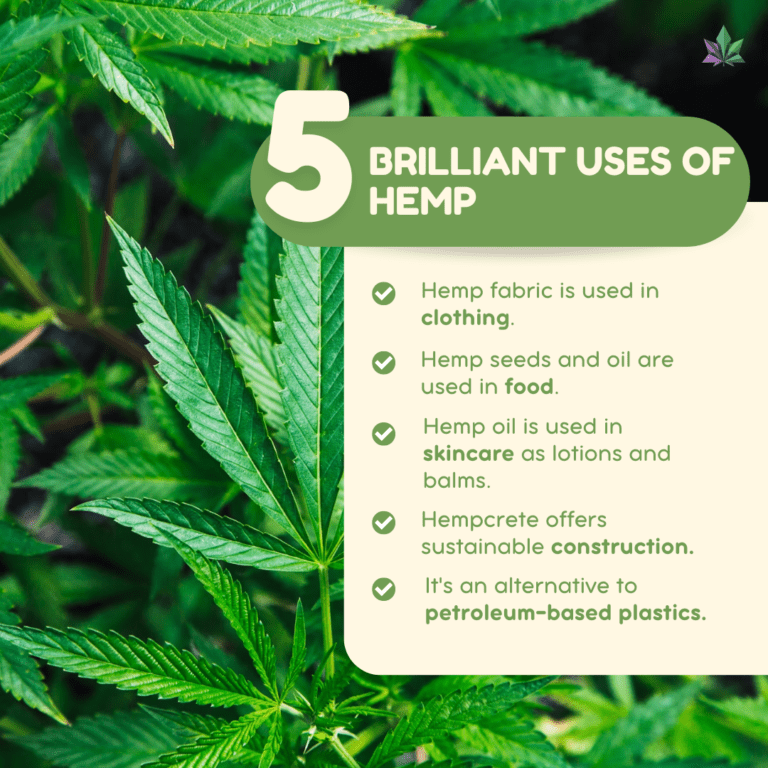 Understanding Hemp: The Basics, Uses, and Legal Status in India